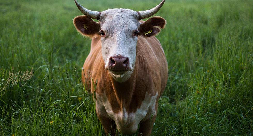 Facebook | Viral | La divertida historia de una vaca fugitiva que tiene ...