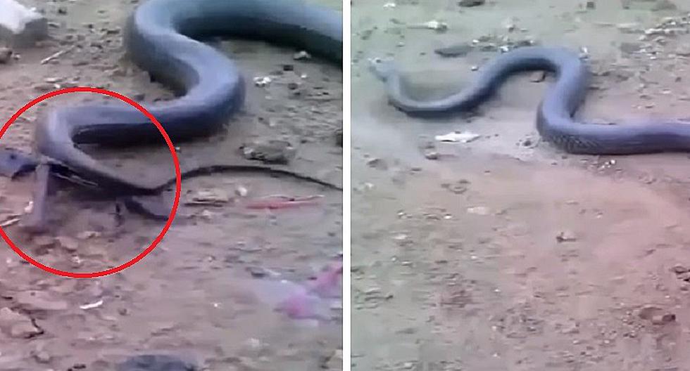 YouTube: anaconda pare 20 crías y causa impacto en la India (VIDEO ...