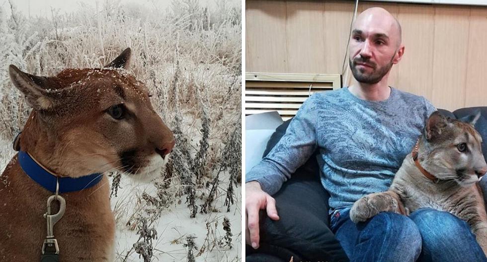 Familia vuelve viral a puma que vive con ellos como una mascota (VIDEO ...