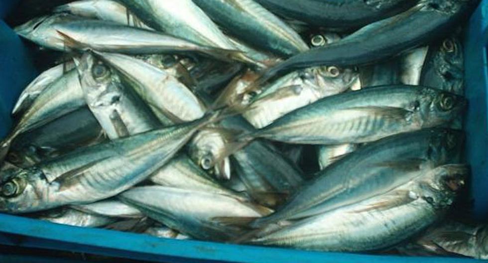 Mañana se venderá a S/1.50 el kilo de Jurel | ACTUALIDAD | OJO