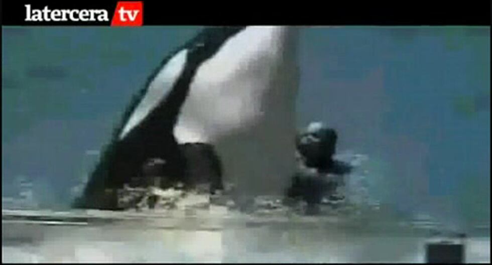 Actualidad: Difunden video del ataque de una orca en parque marino ...
