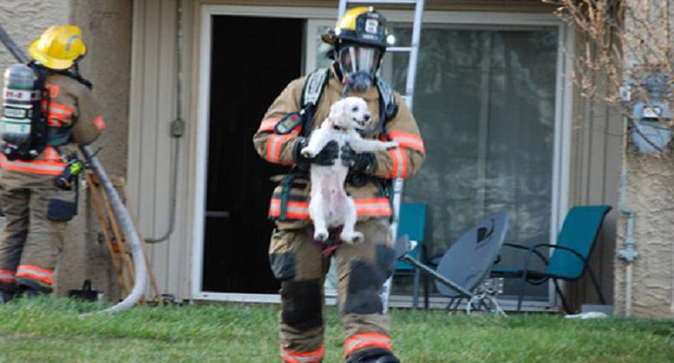 Facebook: La peculiar sonrisa de un perro al ser rescatado de incendio ...