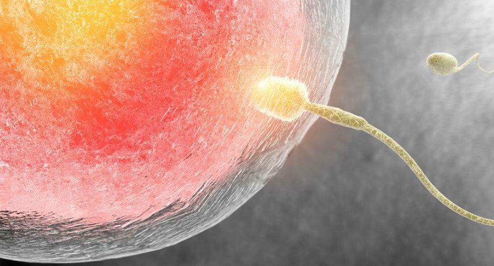 ¿Qué ocurre cuando espermatozoide y óvulo se encuentran? | Mujer | Ojo
