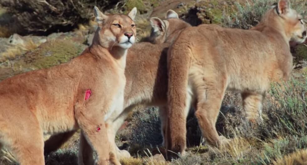 YouTube viral | Guanaco sobrevive al feroz ataque de 4 pumas que ...