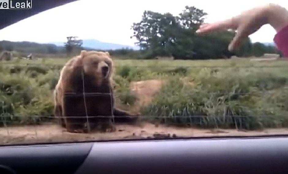 YouTube: Osito sorprende con esta reacción al saludarlo y se vuelve ...