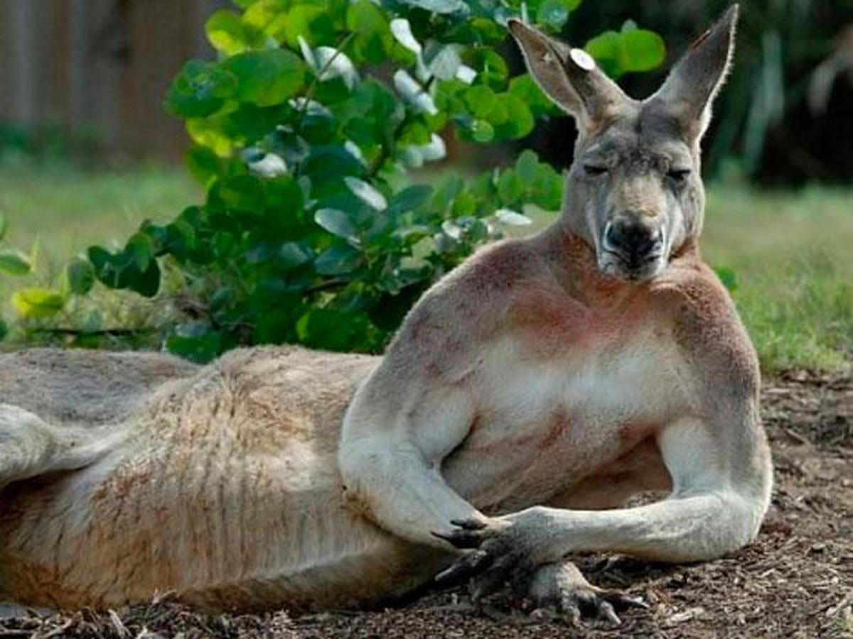 Canguro Musculoso El Canguro Gris Occidental Descansa Sobre El Césped