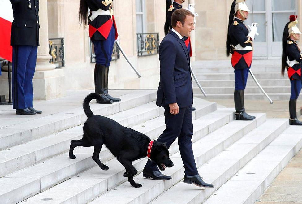 Francia: Nemo es adoptado y asume funciones como nuevo perro presidencial | LOCOMUNDO | OJO