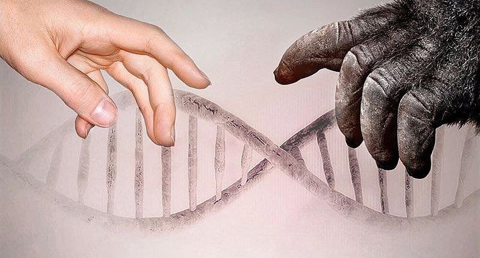 Separación entre humanos y simios sucedió hace 7,2 millones de años ...