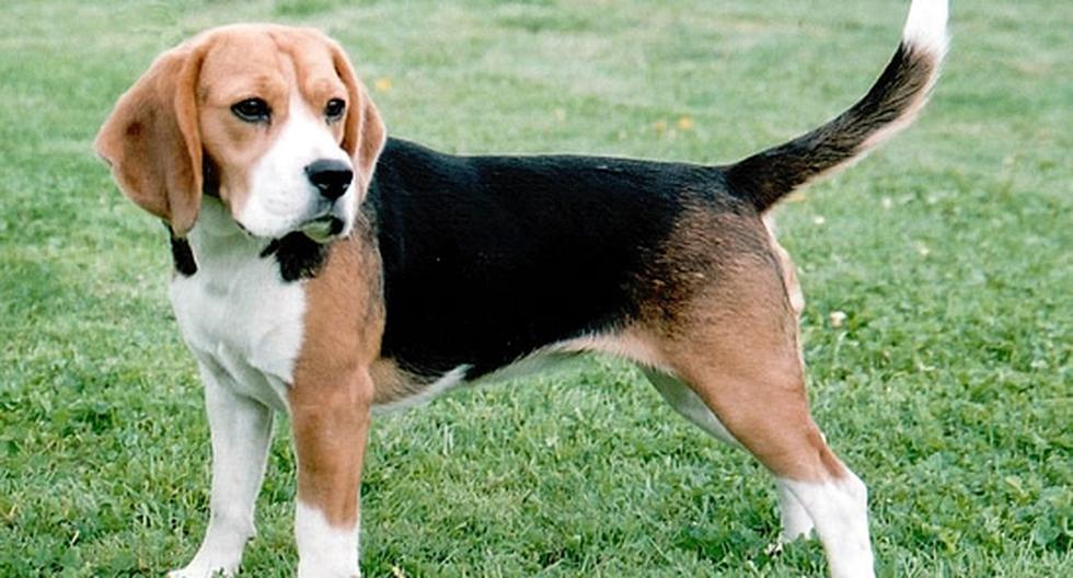 Perros poseen cociente intelectual (CI) y difieren en inteligencia ...