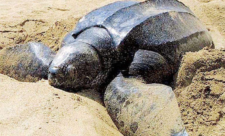Comienza llegada de tortugas marinas a las playas de Puerto Rico ...