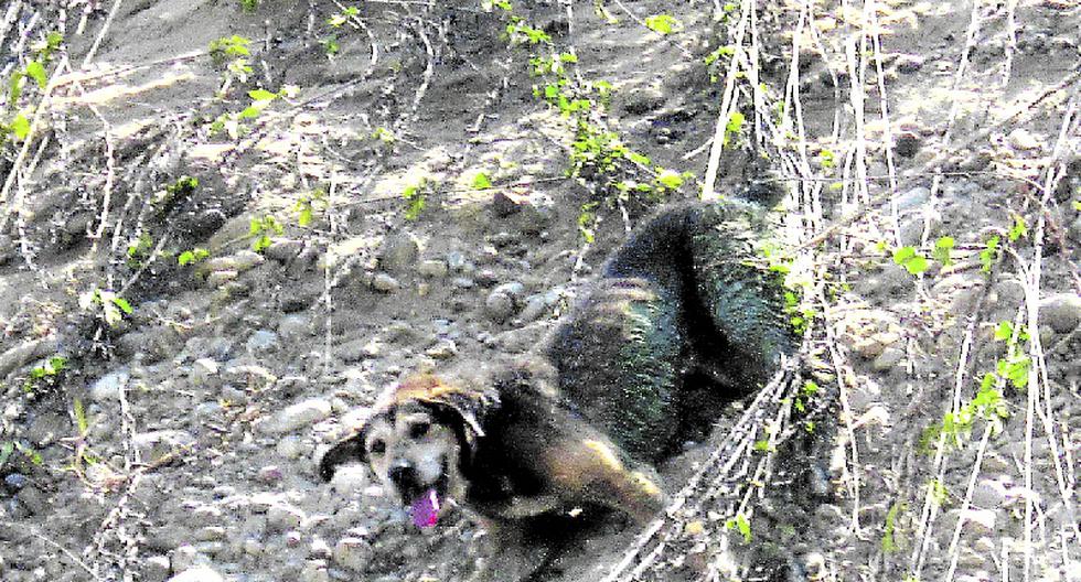 Salvan de morir a perro chusco en acantilado de la Costa Verde | CIUDAD ...