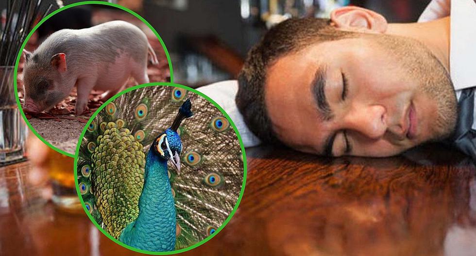 Estaba borracho y quería comprar ropa pero terminó adquiriendo un cerdo ...