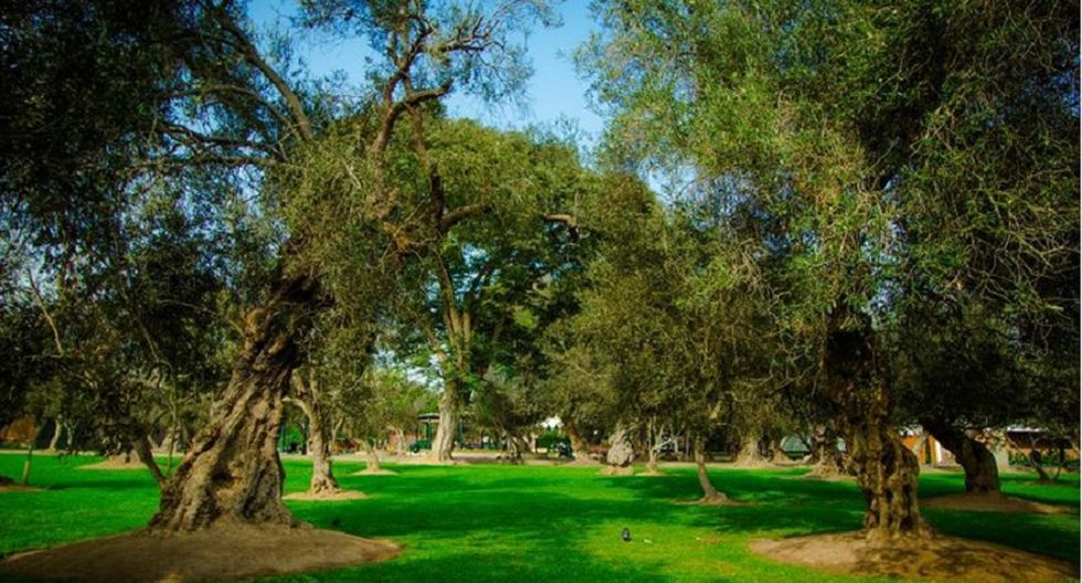 San Isidro: Bosque El Olivar podría convertirse en Patrimonio Natural ...
