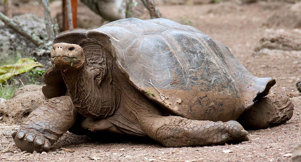 Rara tortuga se reproduce cada vez más en isla de las Galápagos ...