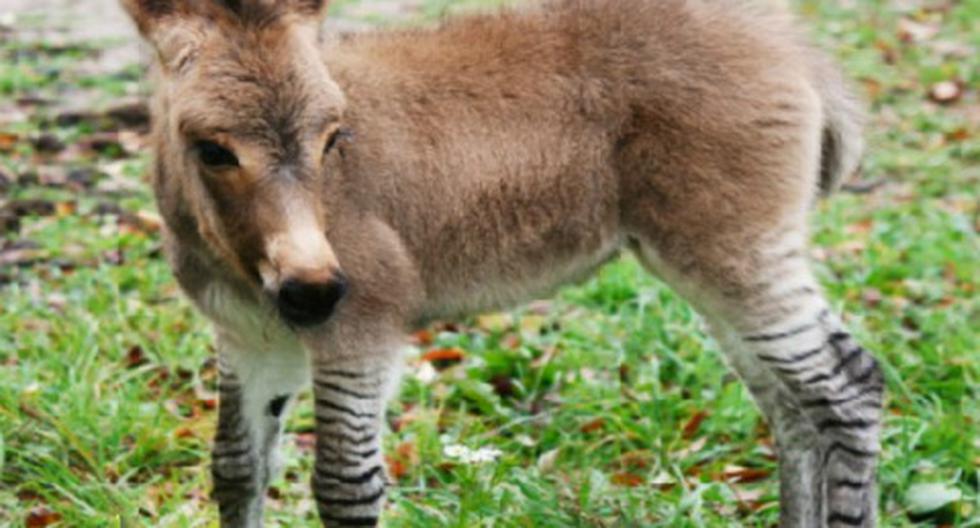 Nace un zebrasno en zoológico de Italia | ACTUALIDAD | OJO