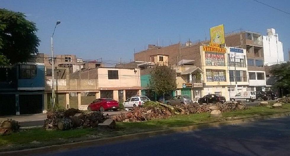 Municipalidad de Lima: Tala de palmeras fue tramitada por comuna de Los ...