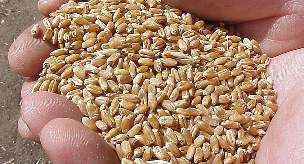 Los beneficios de comer trigo | MUJER | OJO