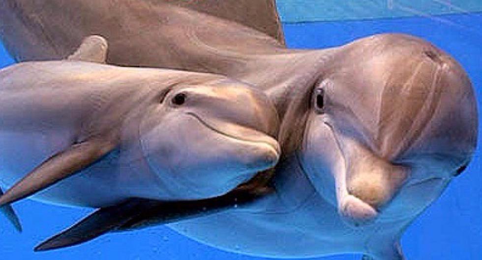 Ternura de delfines: cantan a su bebés cuando están en el útero | MUJER ...