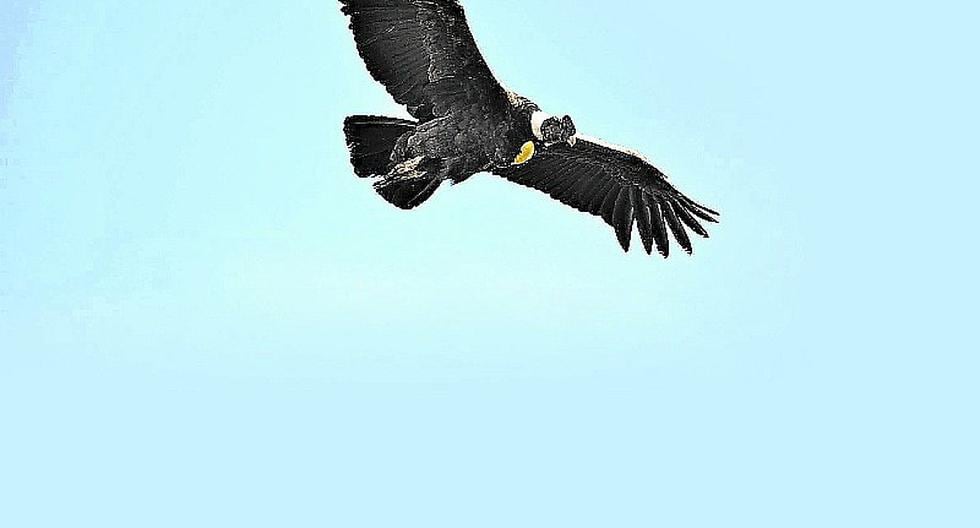 El mágico vuelo del cóndor | CIUDAD | OJO