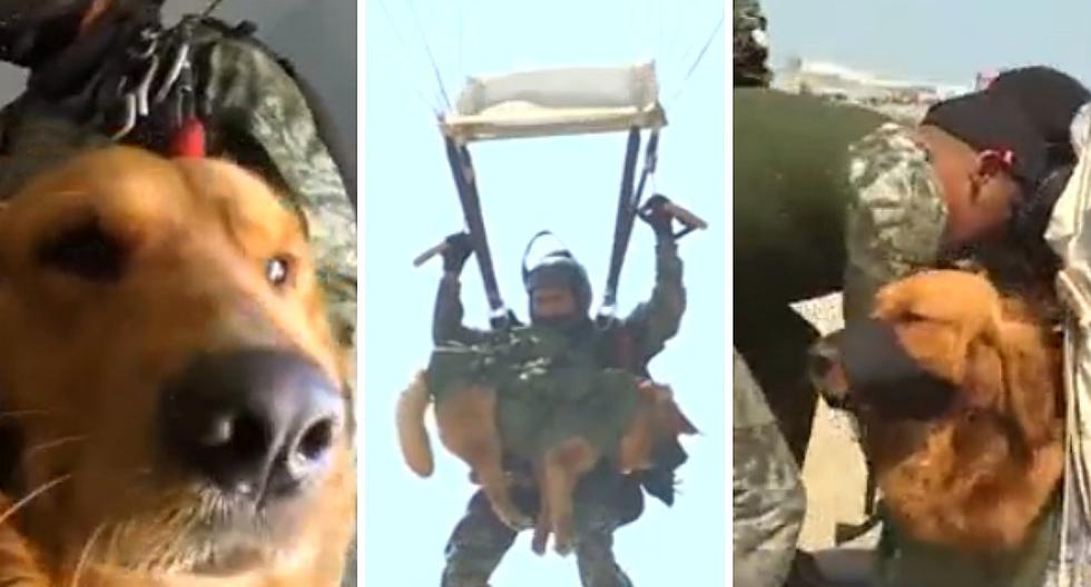 Conoce a "Amoroso", el primer perro paracaidista del país (VIDEO ...
