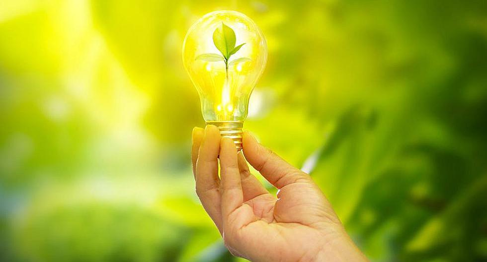 Descubren nueva manera de convertir luz solar en energía ¡con plantas ...