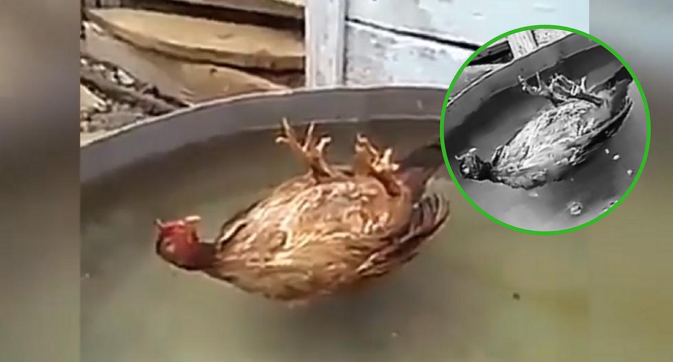 Joven pensó que su gallo había muerto ahogado, pero su reacción ...