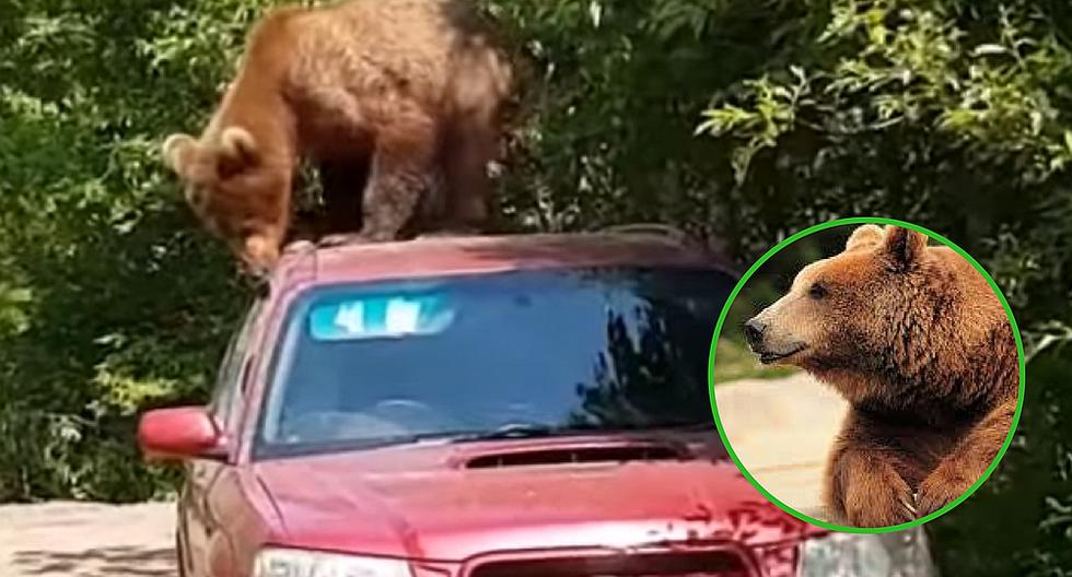 Tierno oso que intenta robar carro tiene un inesperado final (VIDEO ...
