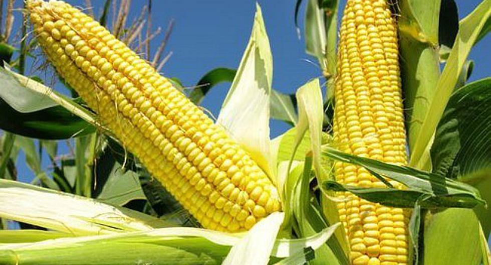 Las sorprendentes propiedades del choclo | MUJER | OJO