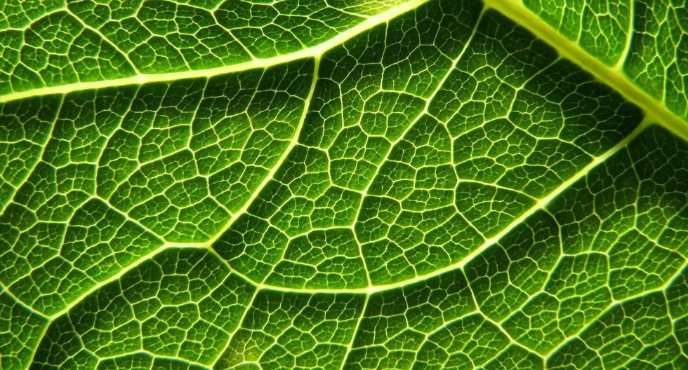 Captan imágenes de alta resolución de la fotosíntesis a temperatura ...