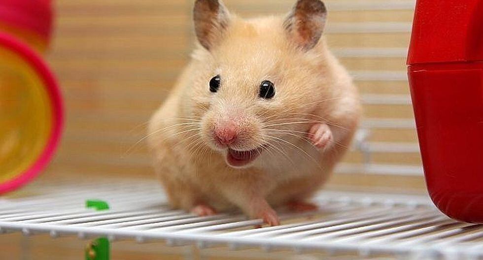 Locomundo: Hámster crea plan para lograr atrapar su bocadillo ...