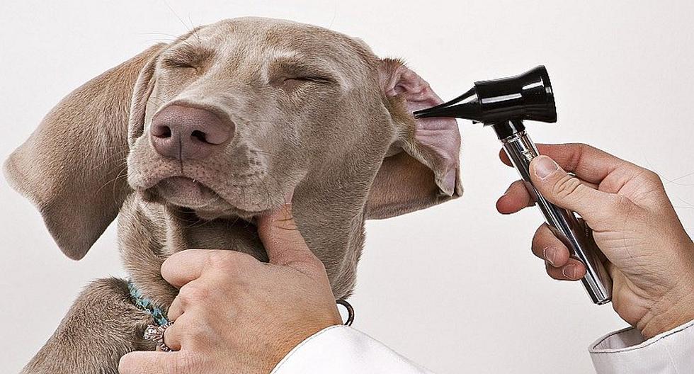¿Tu perro sufre de otitis? Este es el correcto tratamiento para curarlo ...