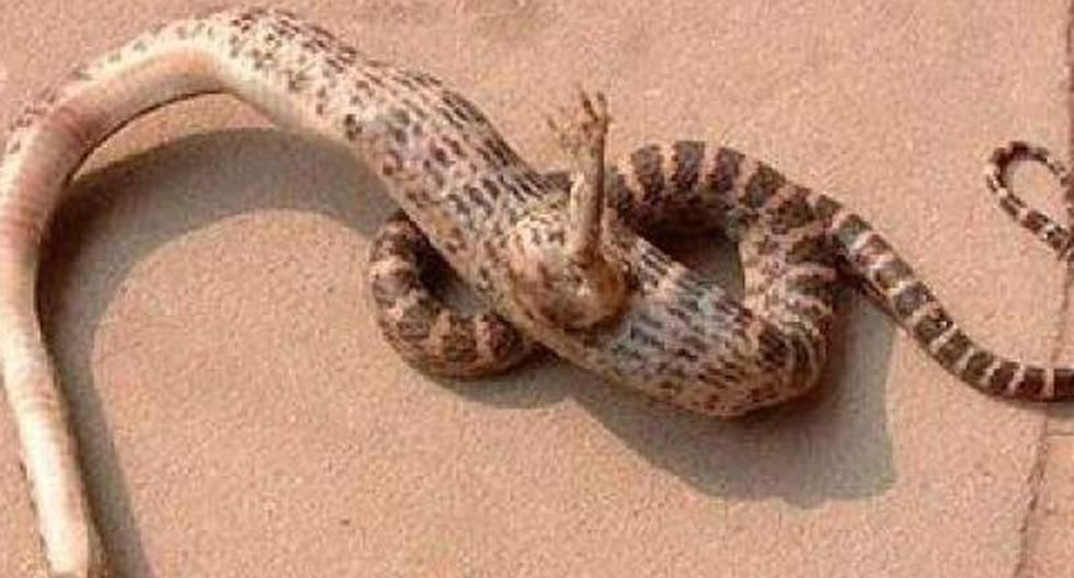 Chino encuentra extraña serpiente con patas | ACTUALIDAD | OJO