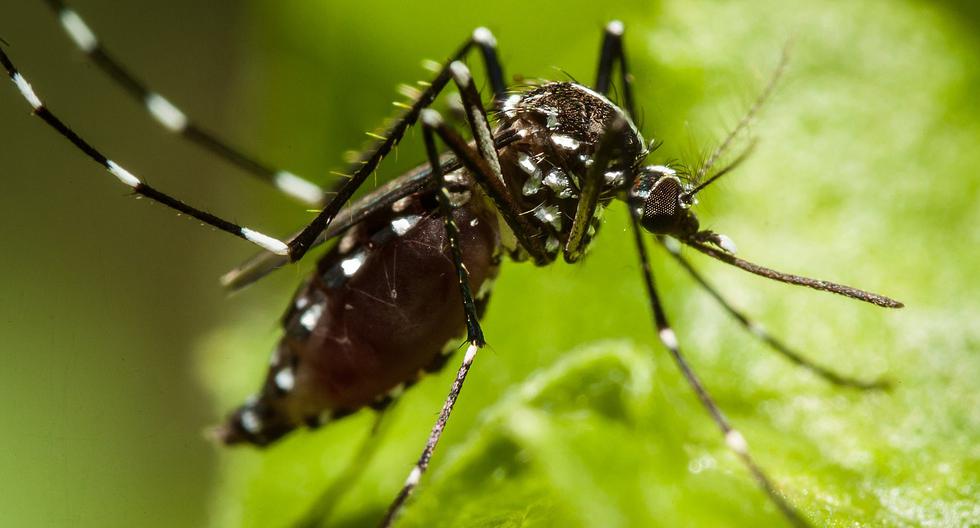Los insectos invasores cuestan 77.000 millones de dólares anuales ...
