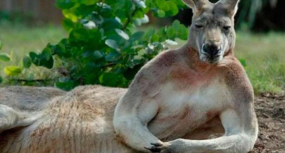 Conoce a Roger, el asombroso canguro "fisicoculturista" | LOCOMUNDO | OJO