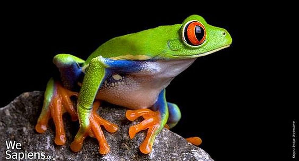 Descubren rana verde con patas naranja y muslos con tonos púrpura ...