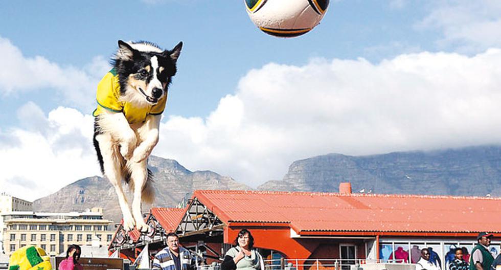 Perro cabeceador roba aplausos en Sudáfrica | GALERIA | OJO